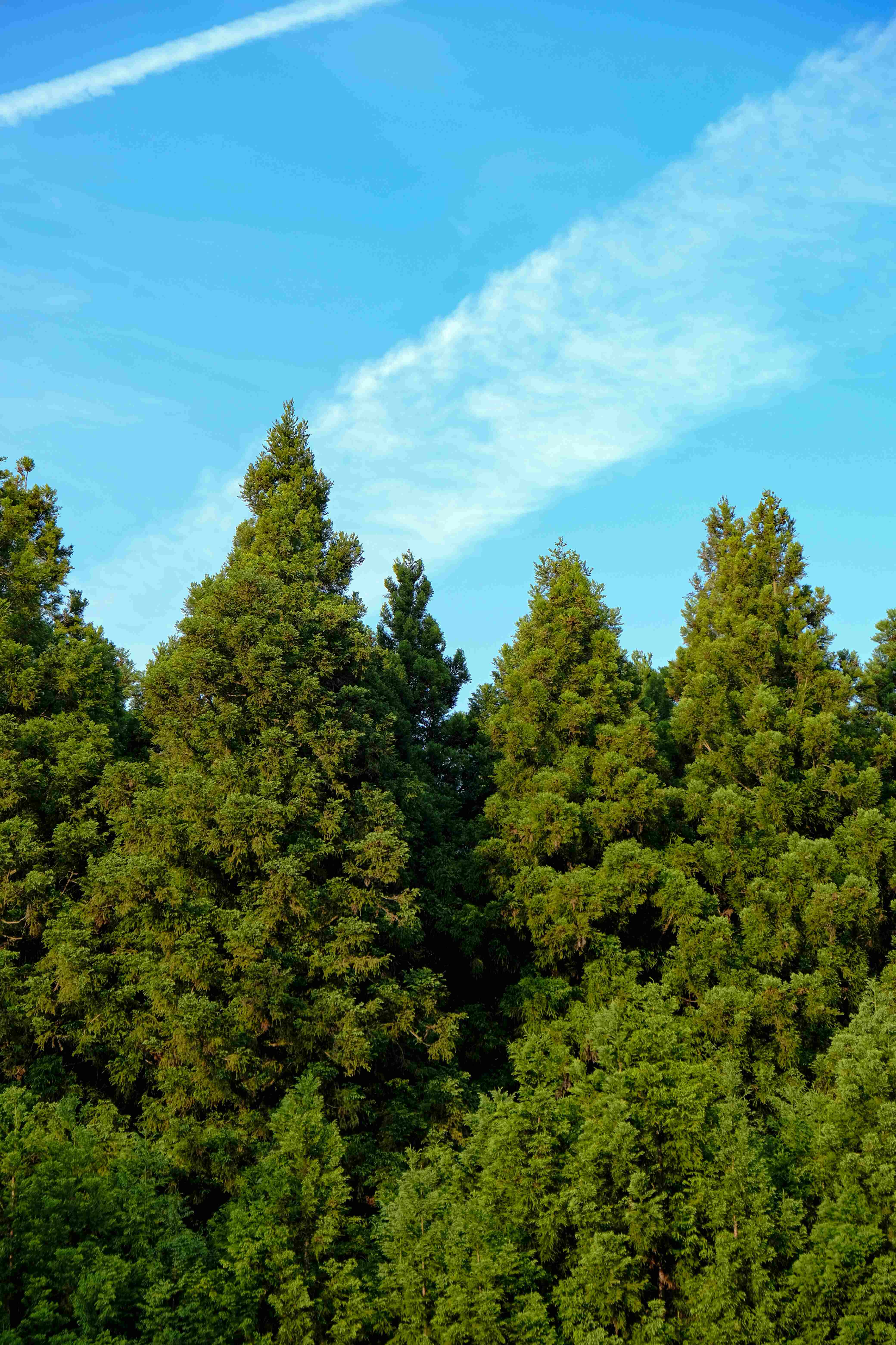Socks that Plant Trees – Talking Toes